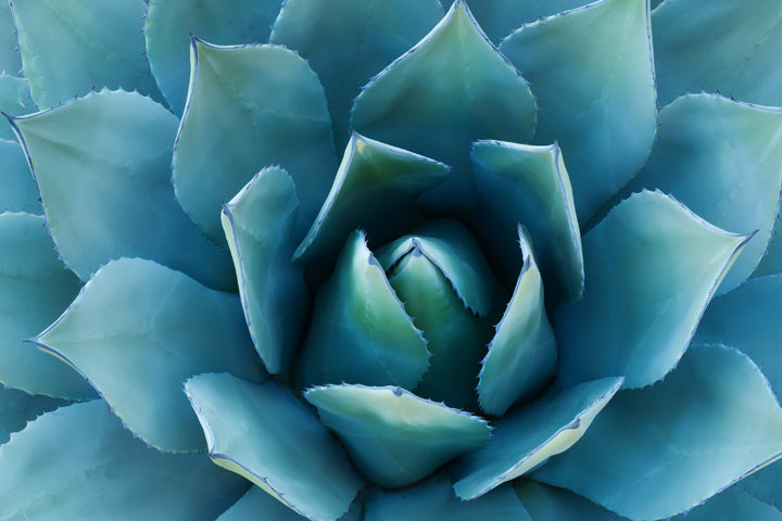 Blue Agave for Curly Hair – Rizos Curls